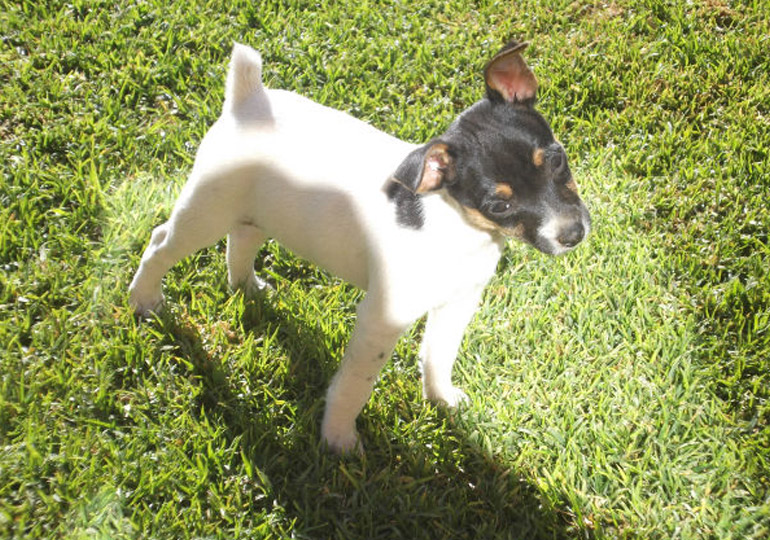 Tenterfield Terrier Breeds