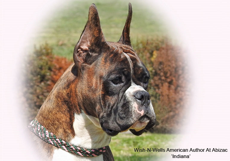 Boxer Breeds